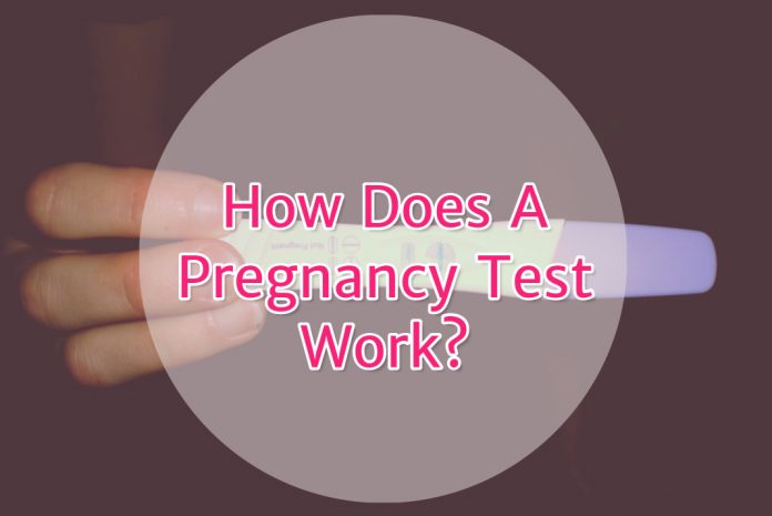 How Does A Pregnancy Test Work? Evaporation Line, hCG Test