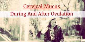 Cervical Mucus During And After Ovulation