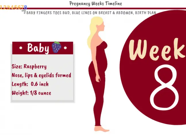 8 Weeks Pregnant (Pregnant Belly and 8 Week Ultrasound Pictures)