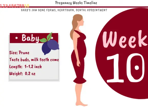 10 Weeks Pregnant: Week-by-Week Pregnancy Guide