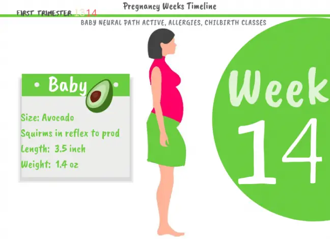 14 Weeks Pregnant: Week-by-Week Pregnancy Guide