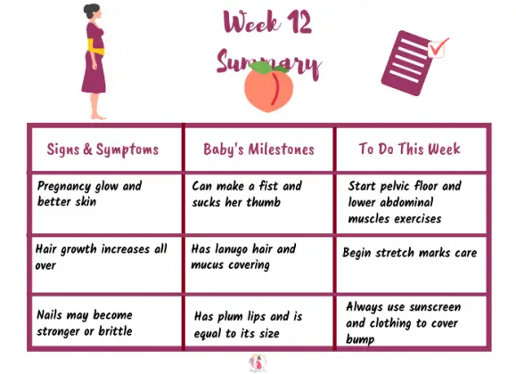 First Trimester OF Pregnancy: Weeks 1 To 13 Symptoms & Development