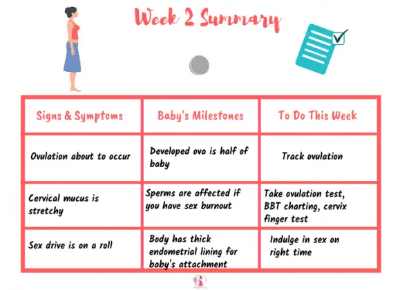 First Trimester OF Pregnancy: Weeks 1 To 13 Symptoms & Development