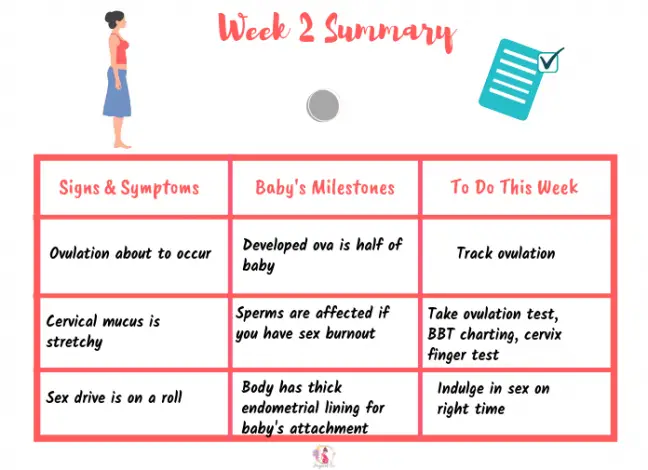First Trimester OF Pregnancy: Weeks 1 To 13 Symptoms & Development