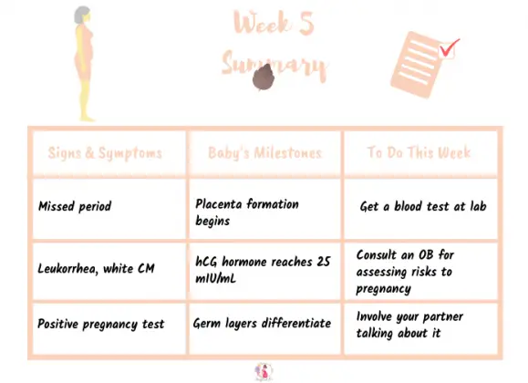 First Trimester OF Pregnancy: Weeks 1 To 13 Symptoms & Development