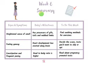 First Trimester OF Pregnancy: Weeks 1 To 13 Symptoms & Development