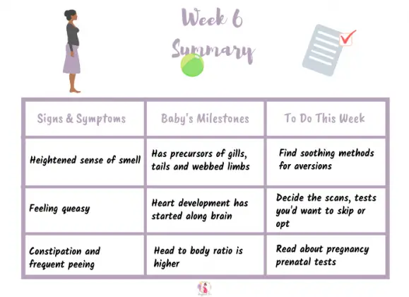 First Trimester OF Pregnancy: Weeks 1 To 13 Symptoms & Development